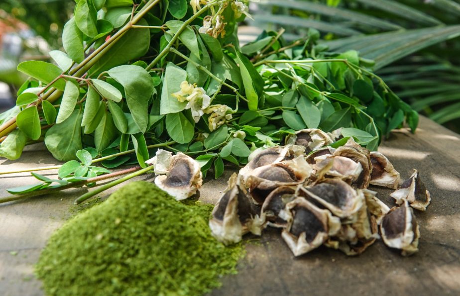 Moringa oleifera: Beneficios, contraindicaciones, contraindicaciones ...